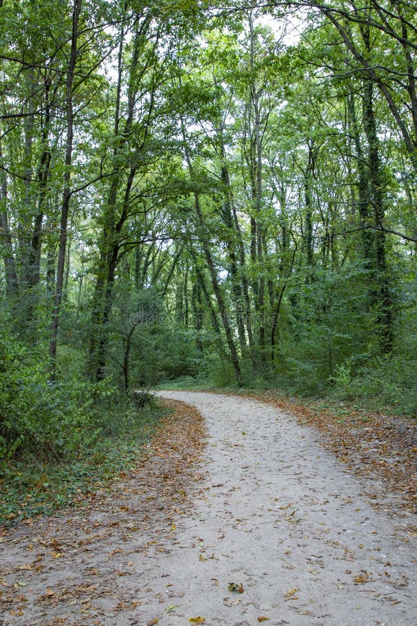 Pathway Walking Path in the Forest in Autumn Stock Photo - Image of ...
