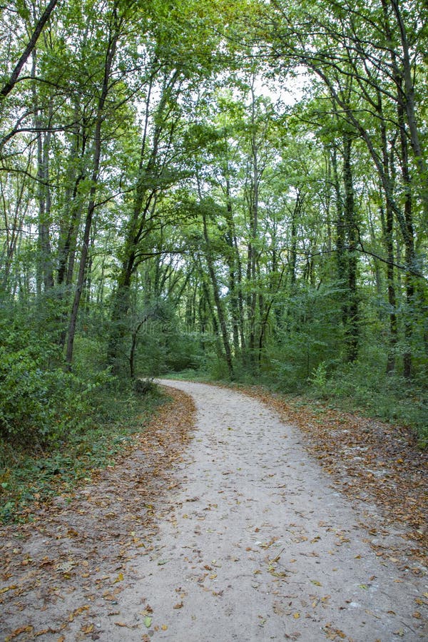 Pathway Walking Path in the Forest in Autumn Stock Photo - Image of ...