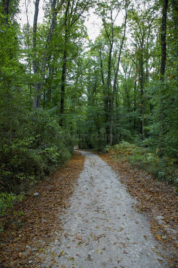 Pathway Walking Path in the Forest in Autumn Stock Image - Image of ...