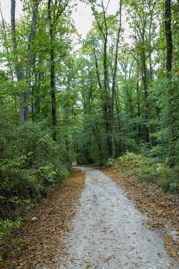 Pathway Walking Path in the Forest in Autumn Stock Photo - Image of ...