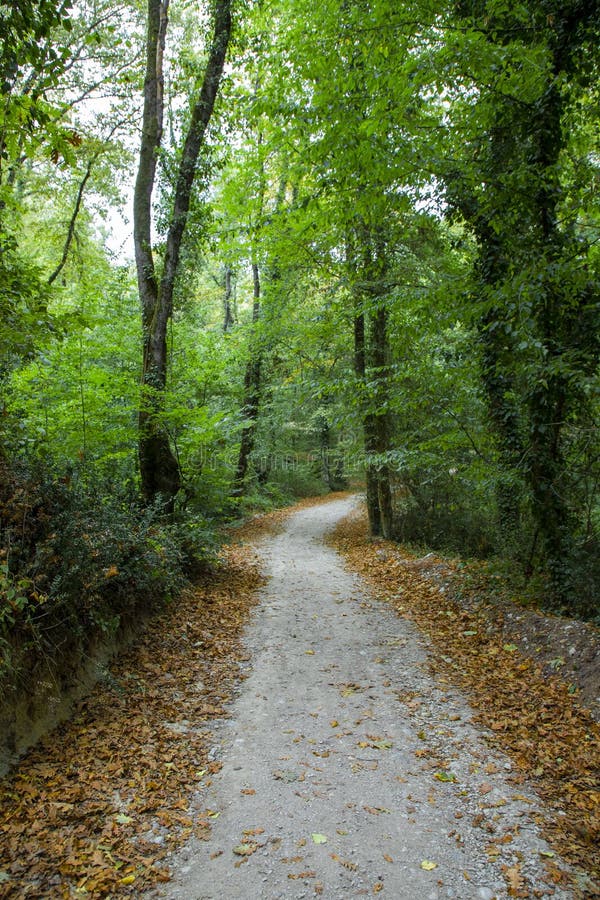 Pathway Walking Path in the Forest in Autumn Stock Image - Image of ...