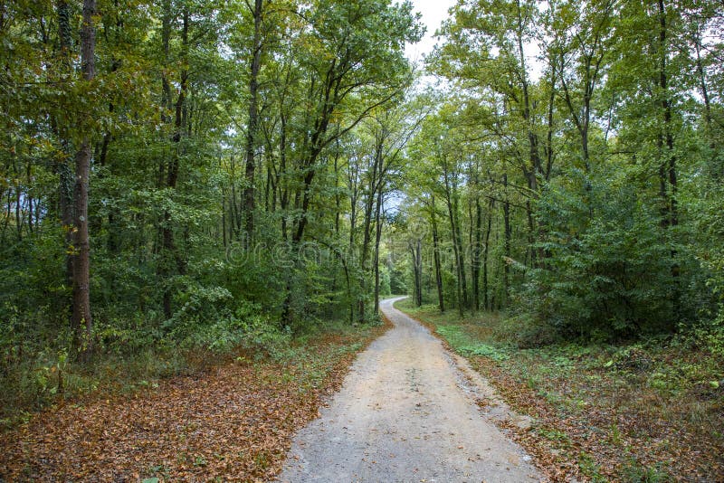 Pathway Walking Path in the Forest in Autumn Stock Image - Image of ...