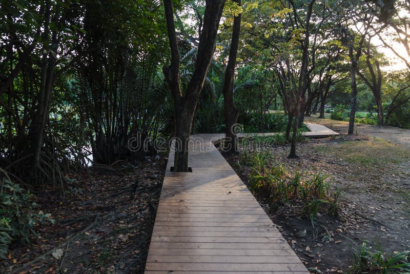 Pathway stock photo. Image of road, park, grass, street - 43626664