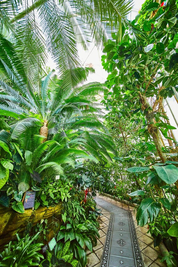 Pathway through Walkway with Plants Inside Conservatory of Flowers ...