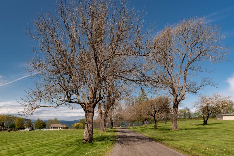 Pathway with Weathered Trees in the Green Field Stock Photo - Image of ...