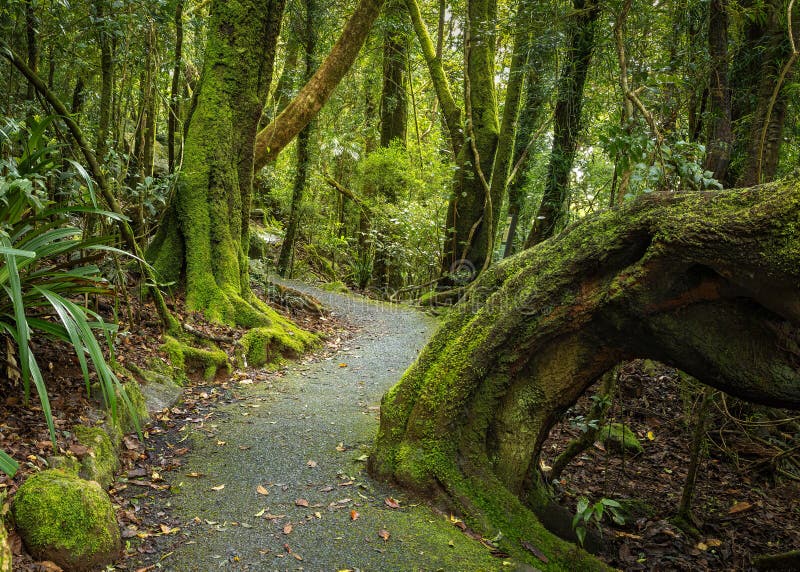 A Pathway through a Wet Rain Forest Stock Photo - Image of path ...
