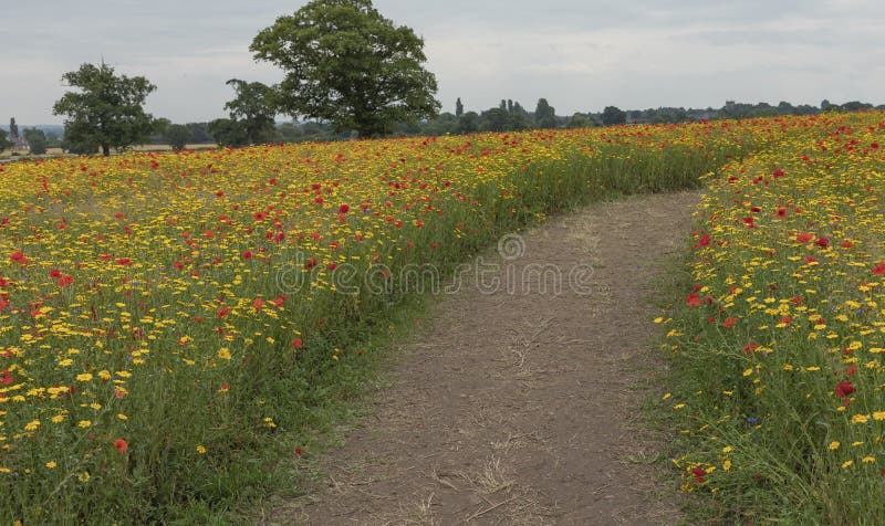 Pathway through a Wild Flower Meadow Stock Photo - Image of activity ...