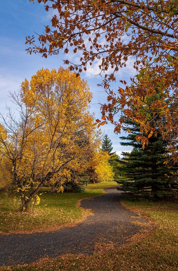 Fall Trees Lining a Park Pathway Stock Photo - Image of branches ...