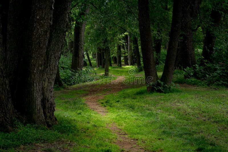 Path through the Forest stock image. Image of trees - 101214795