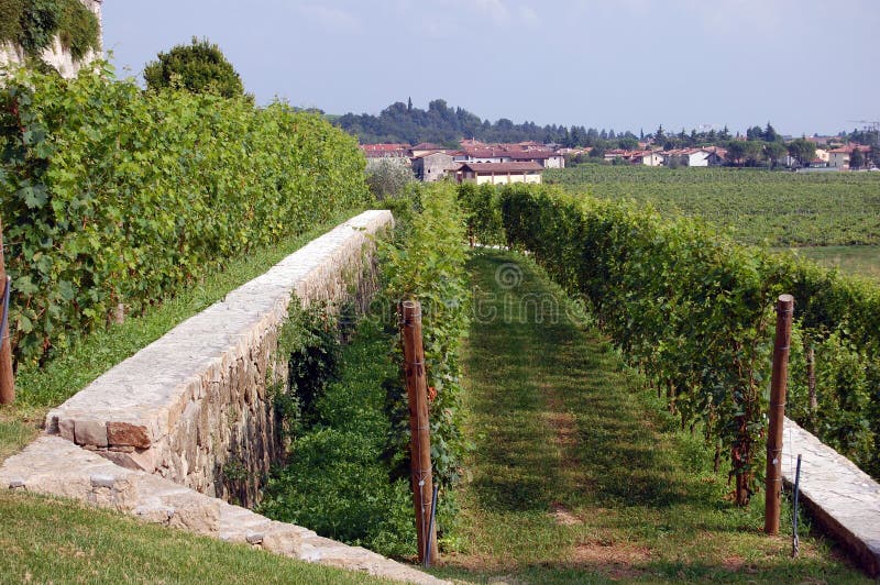 Pathway at Winery stock image. Image of vines, grower - 46437825