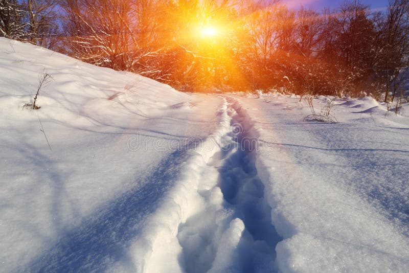 Pathway in winter forest stock photo. Image of december - 210576794