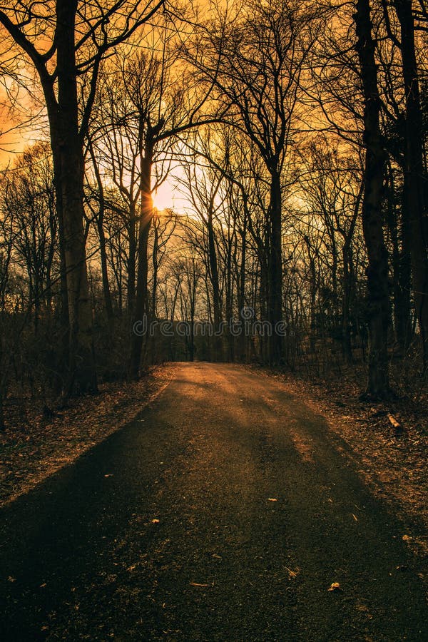 A Pathway in a Winter Forest with the Sunset Stock Image - Image of ...