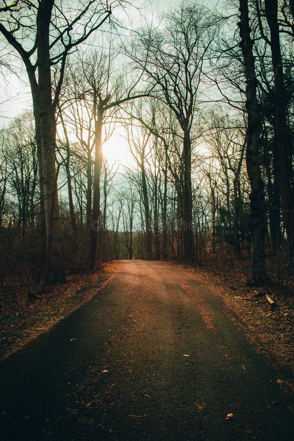A Pathway in a Winter Forest with the Sunset Stock Image - Image of ...