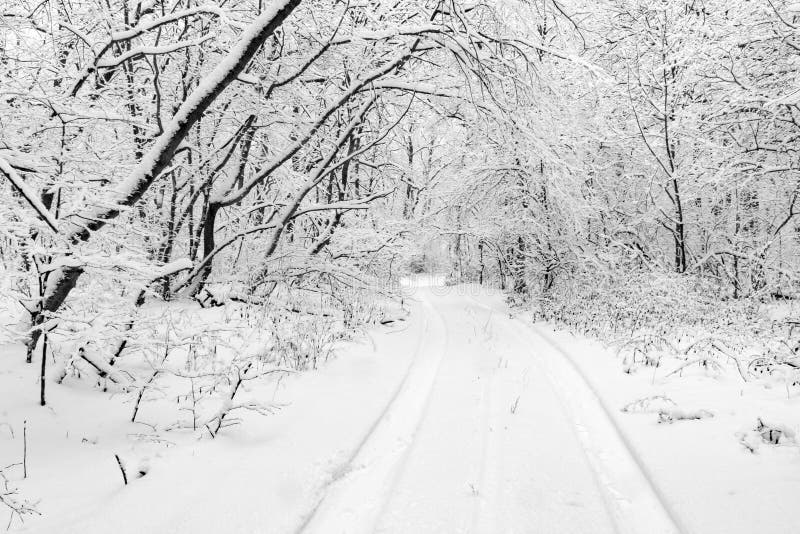 Pathway in winter forest stock image. Image of forest - 82355395