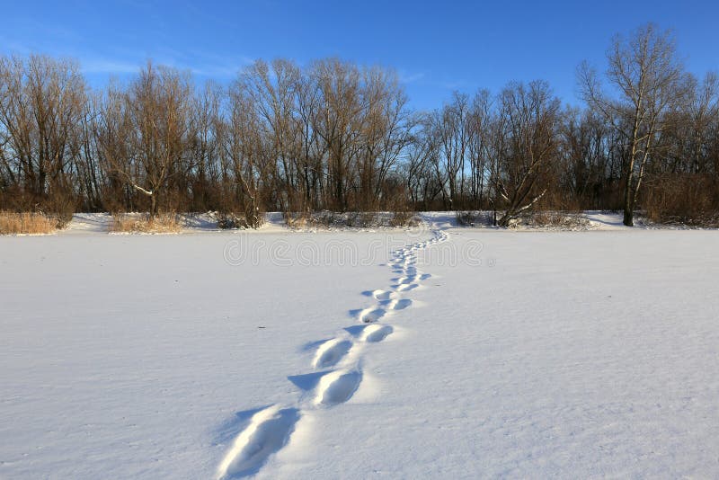Pathway in winter stock photo. Image of blue, light, landscape - 38330956