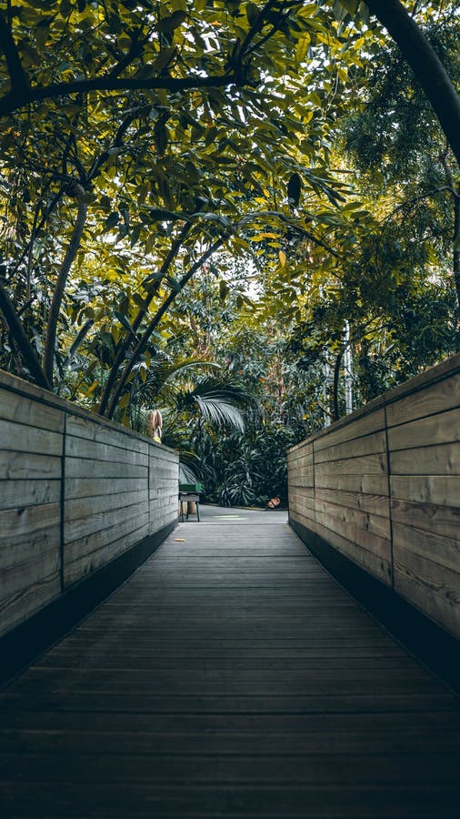 Pathway with Wooden Platform and Railings in a Tropical Park Stock ...