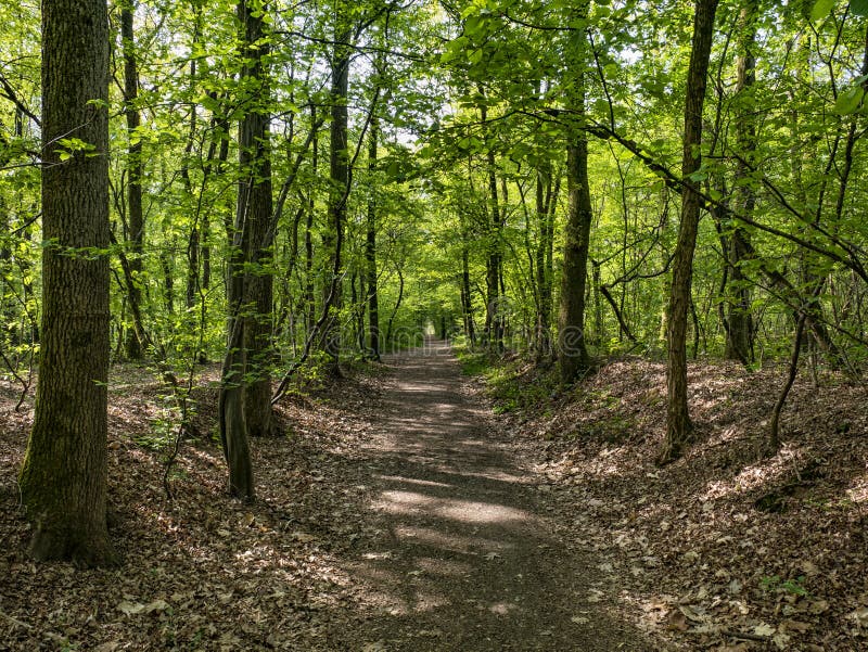 Pathway in a Woodland in Spring Stock Photo - Image of outdoor, orange ...
