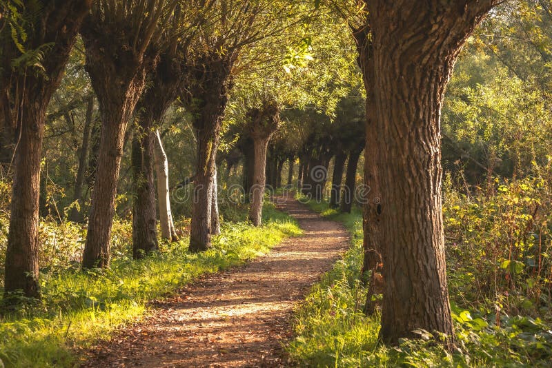 A Pathway through the Woods with a Few Trees on Either Side Stock Photo ...