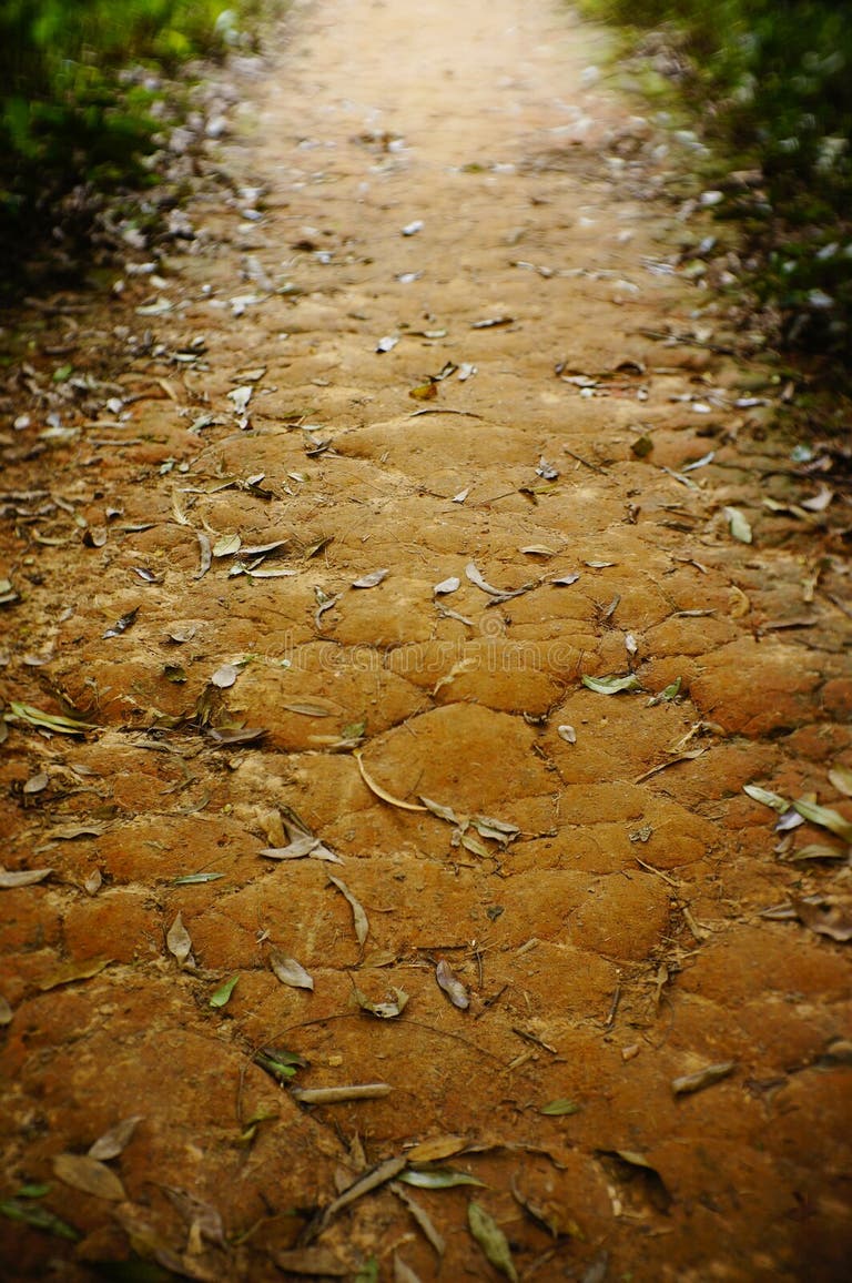 6,541 Forest Pathway Texture Stock Photos - Free & Royalty-Free Stock ...