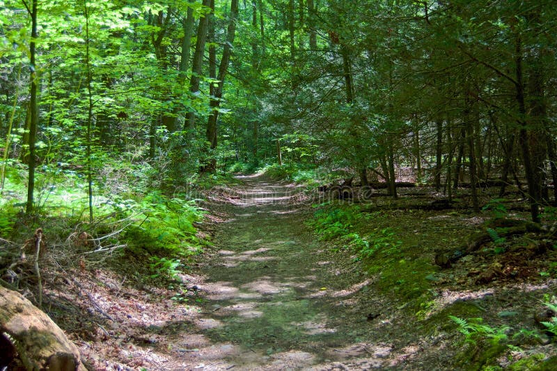 Pathway in Woods stock image. Image of trees, simple - 95179009