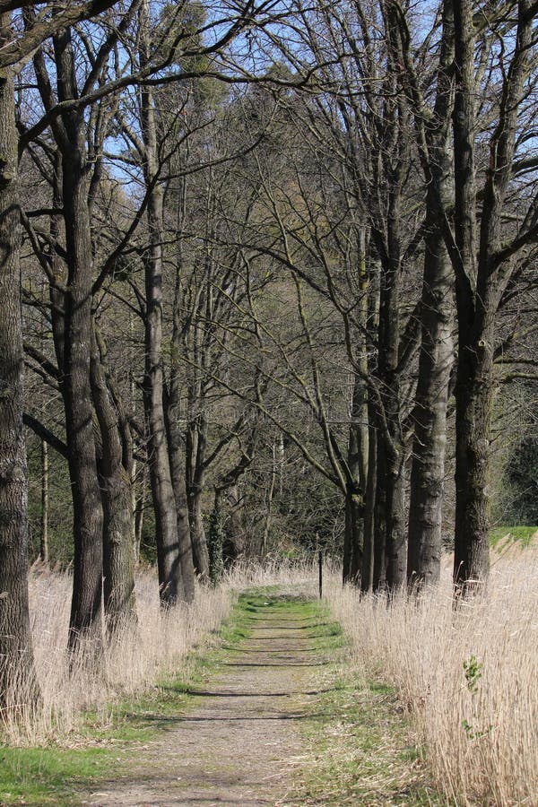 Pathway in the Woods with Tall Trees on Either Side Stock Image - Image ...