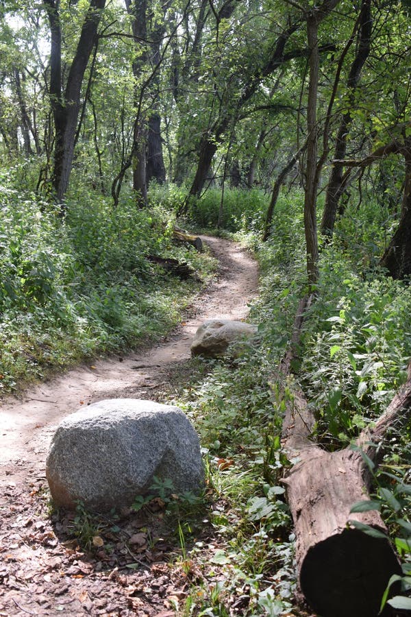 Pathway in the Woods stock image. Image of middleofwoods - 99378735