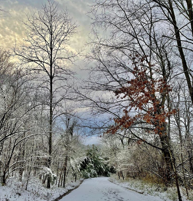 Pathway through the Woods on a Wintery Day Stock Photo - Image of ...