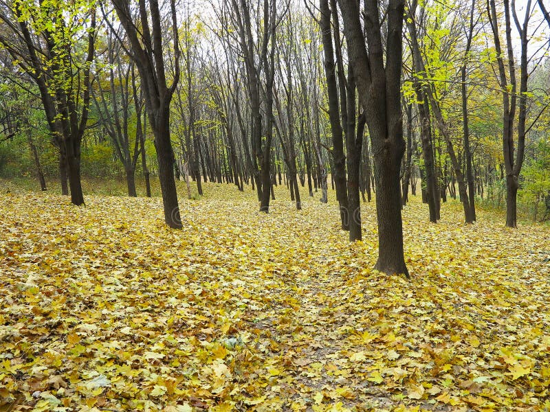 Pathway through Yellow Autumn Maple Forest Stock Image - Image of ...
