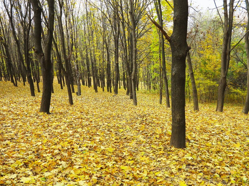 Pathway through Yellow Autumn Maple Forest Stock Photo - Image of color ...