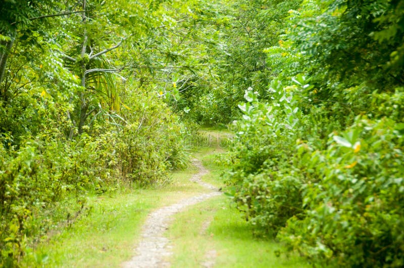 Pathways in the forest stock photo. Image of bush, forest - 227921368