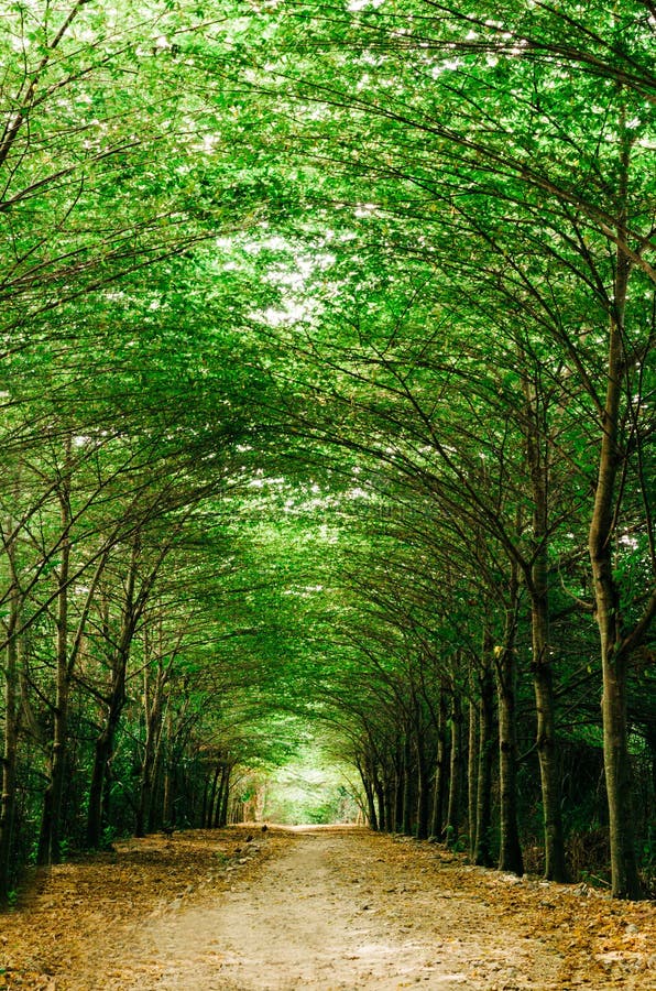 Pathways between Green Trees Stock Photo - Image of landscape, trees ...