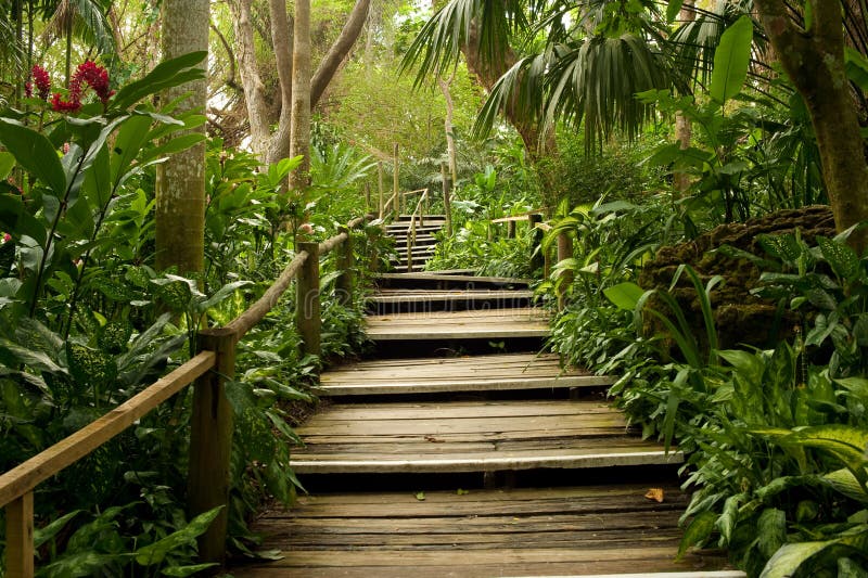 Pathways in the jungle stock image. Image of island, fruit - 16655827