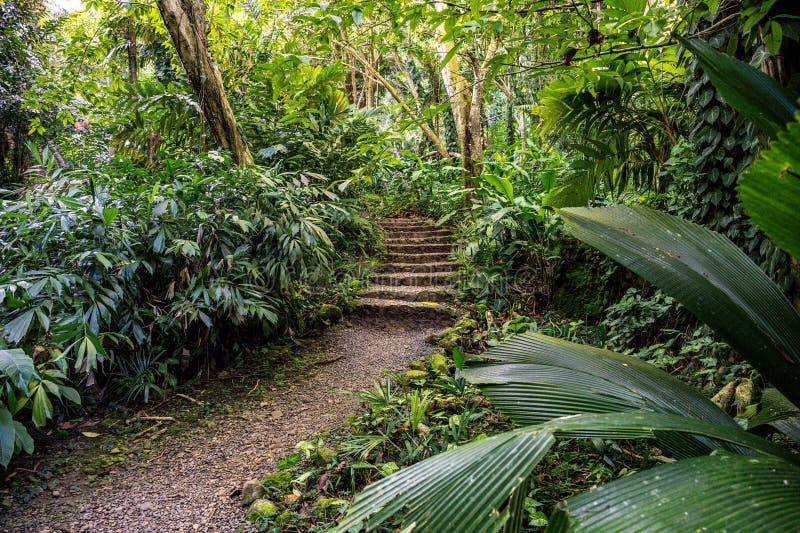 293 Tropical Garden Pathways Stock Photos - Free & Royalty-Free Stock ...