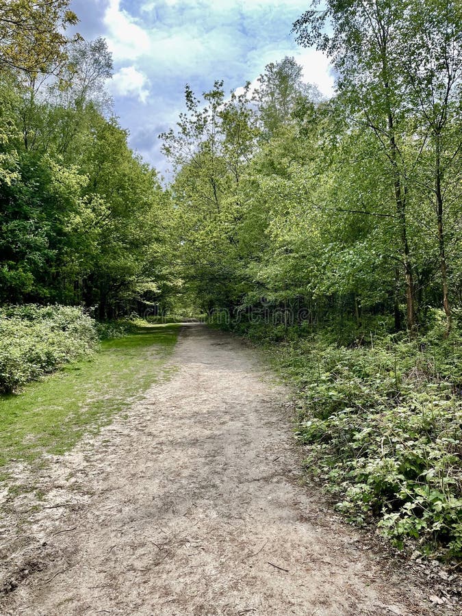 Pathways through the Woodland Stock Photo - Image of leaf, nature ...
