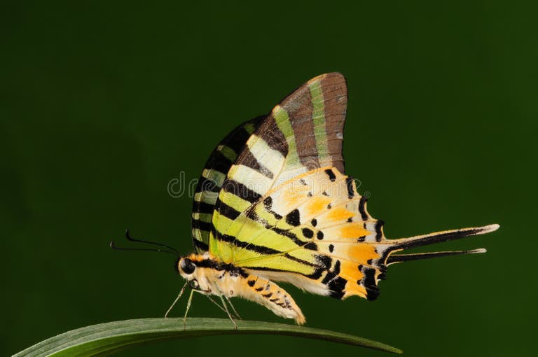 Pathysa Antiphates /butterfly Stock Image - Image of discovery, feeding ...