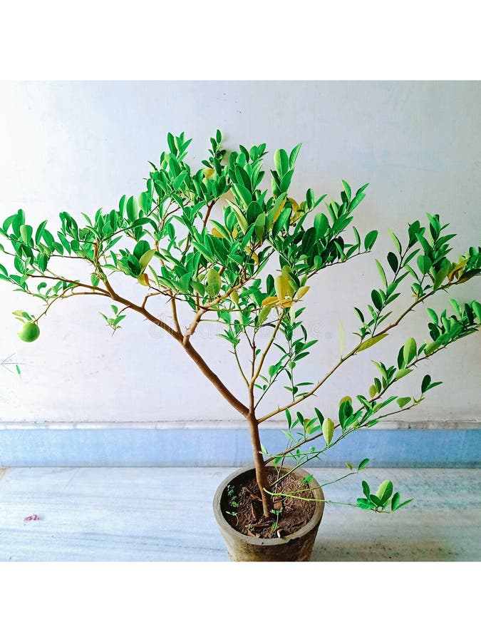 Pati Lemon Tree Stock Photos - Free & Royalty-Free Stock Photos from ...