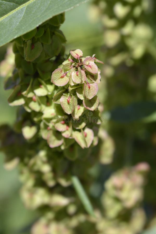 Patience dock stock image. Image of plant, dock, outdoors - 228708643