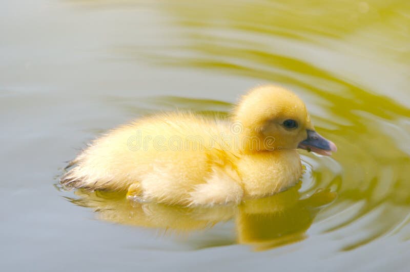 Patinho foto de stock. Imagem de patinho, fazenda, primavera - 2357014