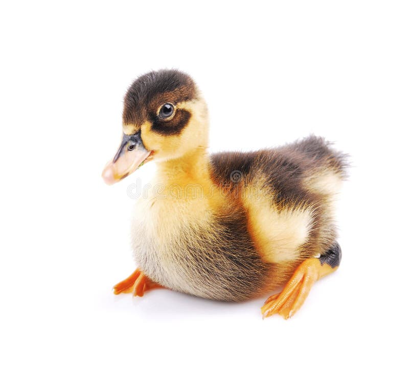 Pato imagem de stock. Imagem de isolado, inocência, aves - 32282851