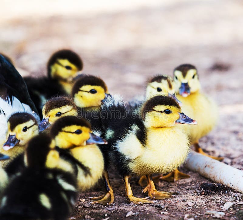 Patinho foto de stock. Imagem de canal, recolhimento - 36269754