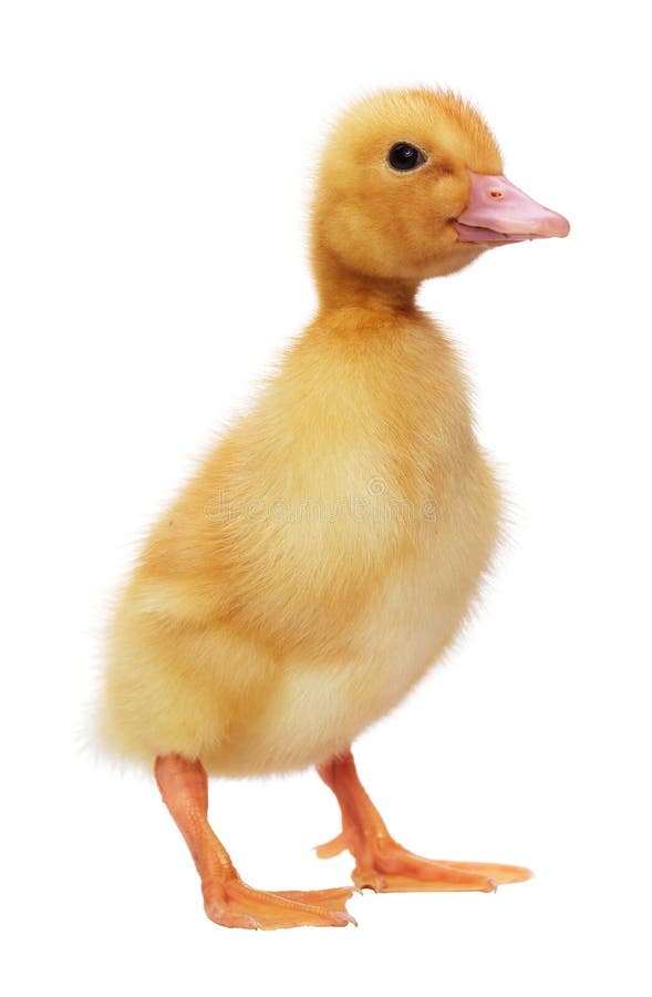 Patinho do bebê foto de stock. Imagem de branco, fofofo - 15550954