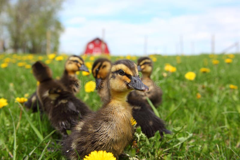 193 Fotos de Stock de De Pato Rouen - Fotos de Stock Gratuitas e Sem ...