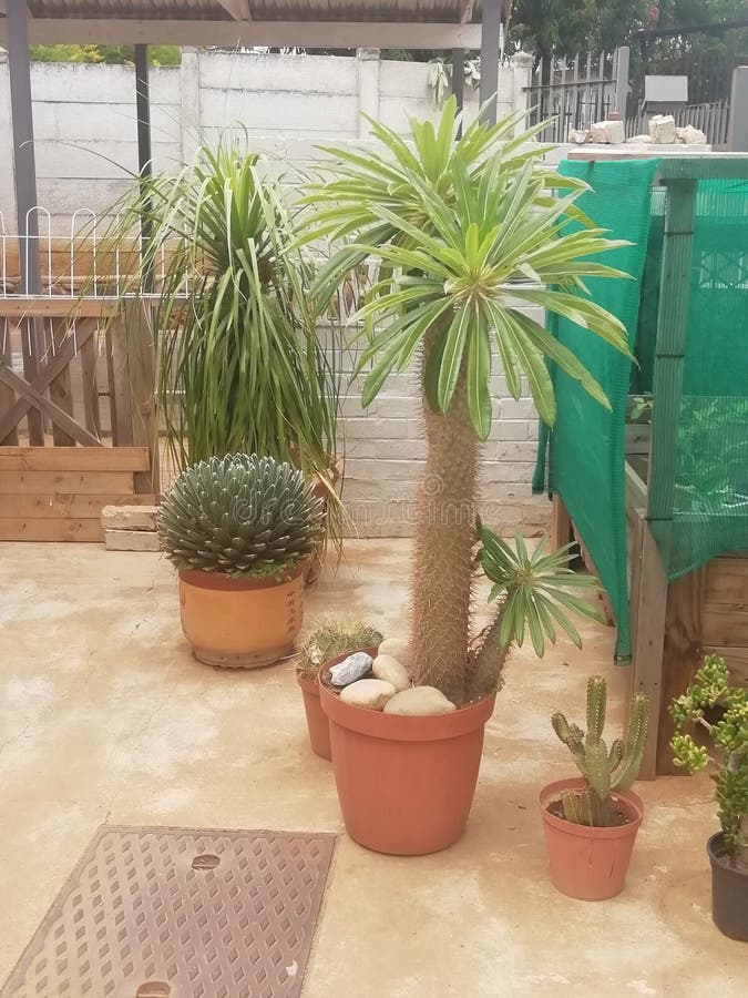 Patio Cactus stock photo. Image of cactus, hard, patio - 137174214