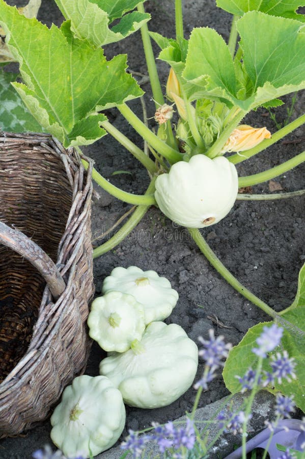 Patison in a Garden Outdoors Stock Image - Image of object, cooking ...