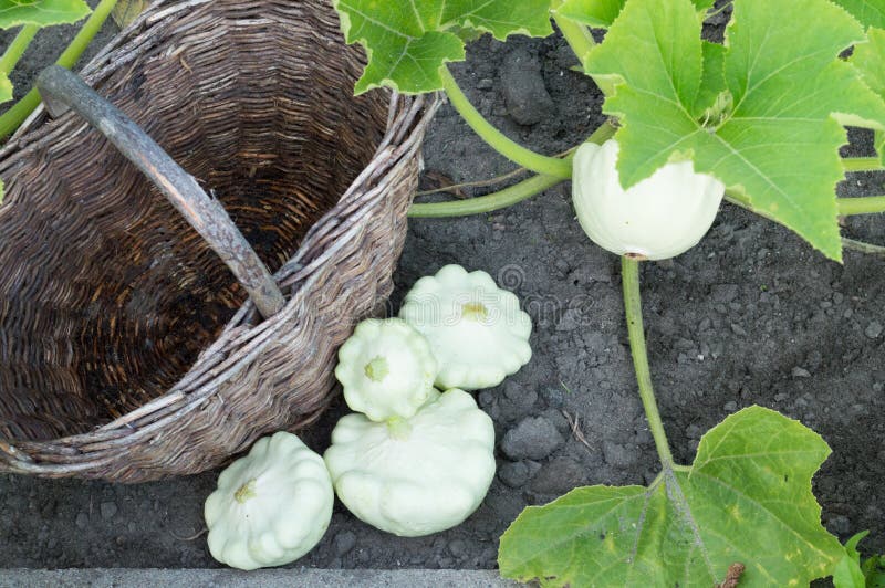 Patison in a Garden Outdoors Stock Image - Image of fresh, cucurbita ...