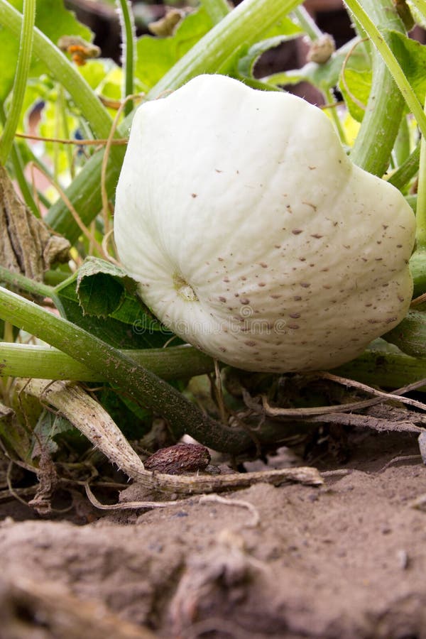 Cushaw Squash stock photo. Image of grown, white, vegetable - 100679334