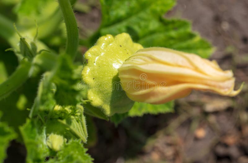 Patison on a Plant in the Garden Stock Image - Image of food ...