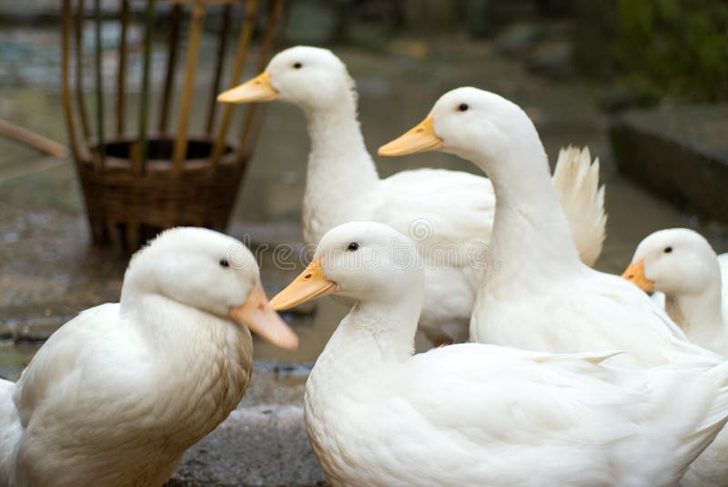 Pato imagem de stock. Imagem de pato, branco, bonito - 13195179
