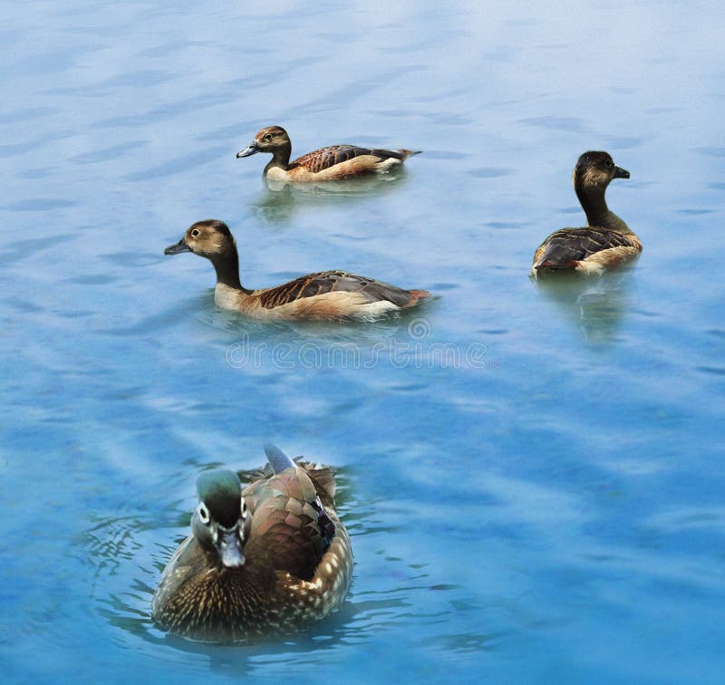 Pato imagem de stock. Imagem de azul, wildlife, nave - 13312007