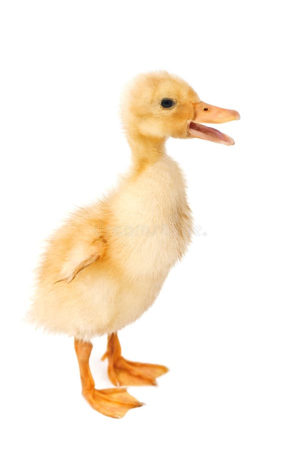 Pato foto de archivo. Imagen de nuevo, newborn, granja - 14843878